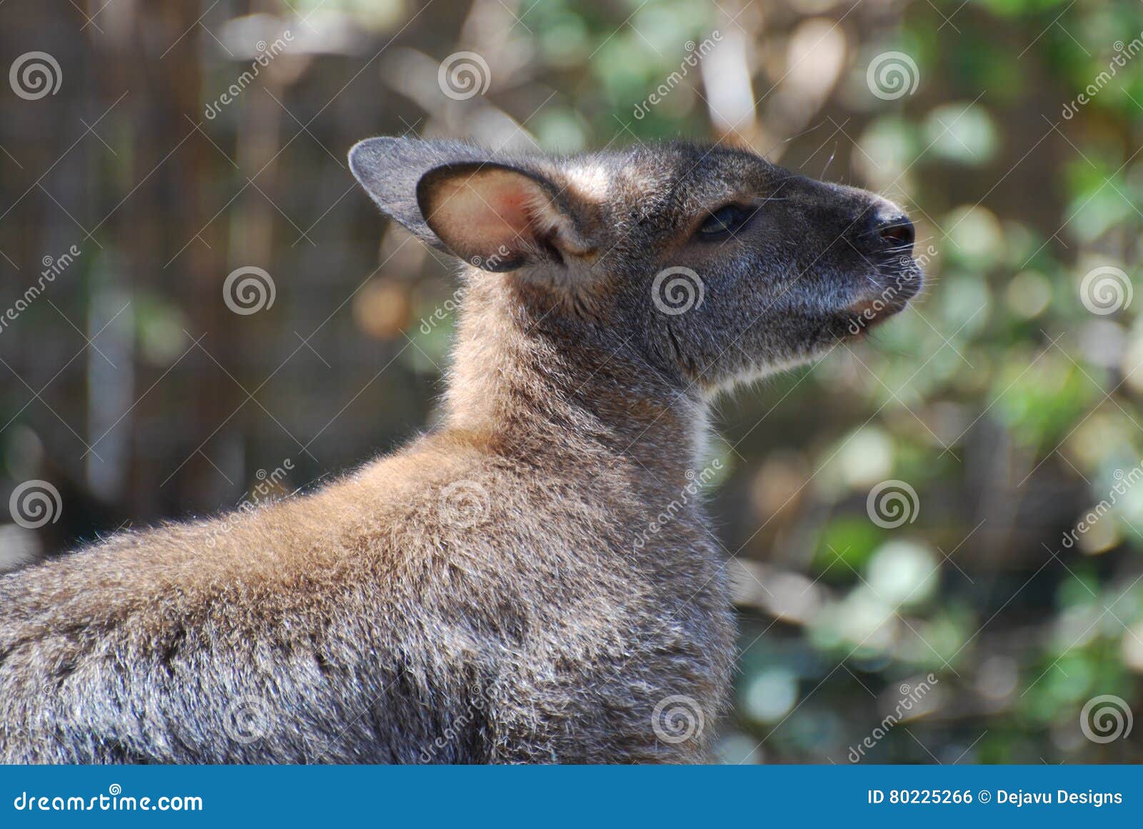 Profil av en vallaby arkivfoto. Bild av vallaby, auspicious - 80225266