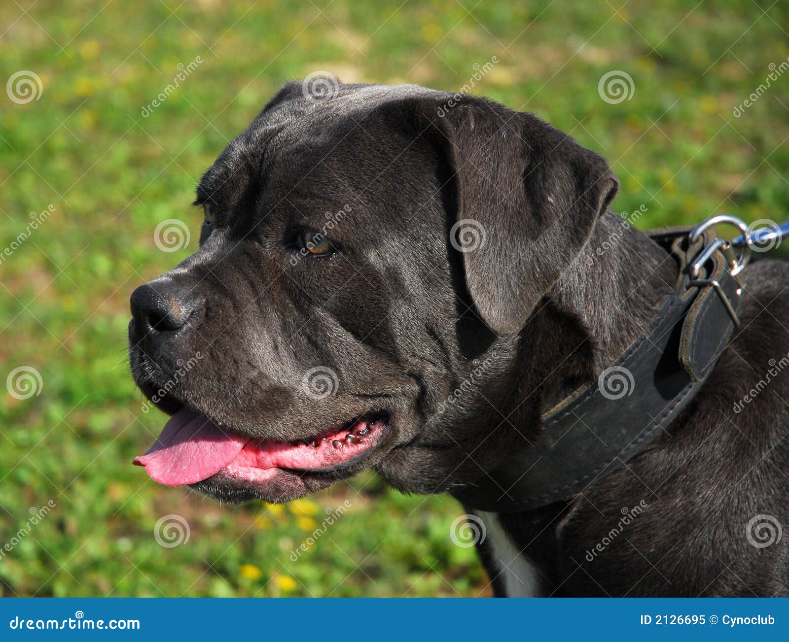 Cane Corso Attack Dog