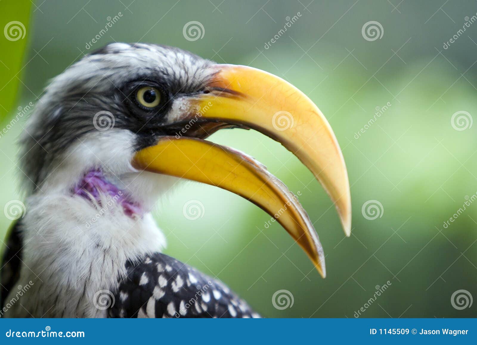 Profil D'oiseau Jaune De Bec Image stock - Image du coloré, stare: 1145509