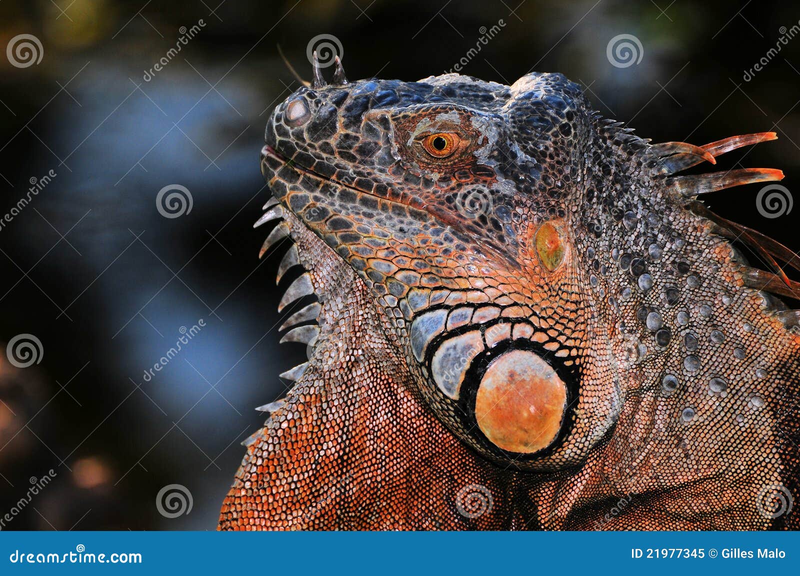 Profil d'un iguane image stock. Image du lézard, normal - 21977345