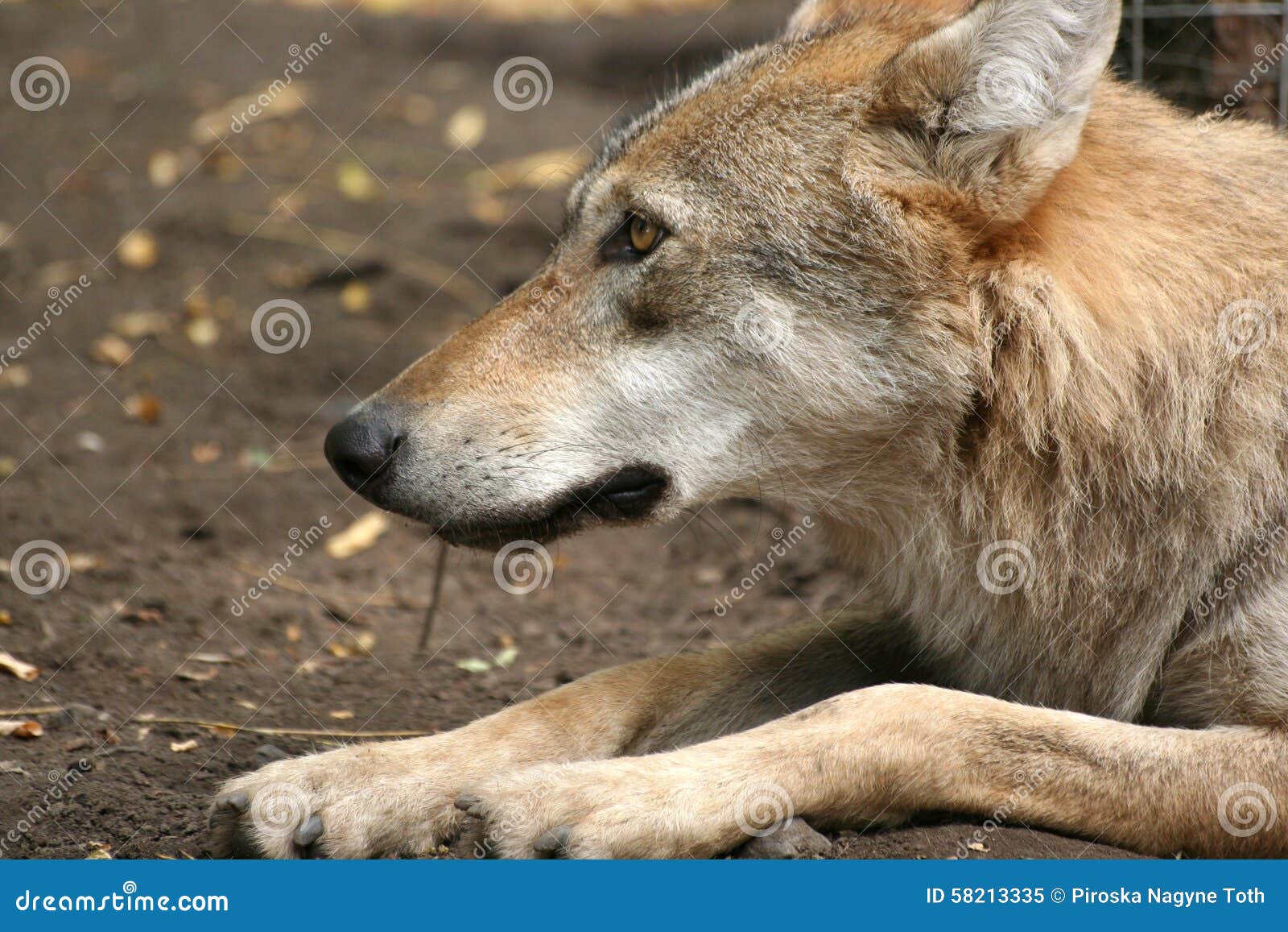 Profil d'un loup image stock. Image du carnassier, réservation - 58213335