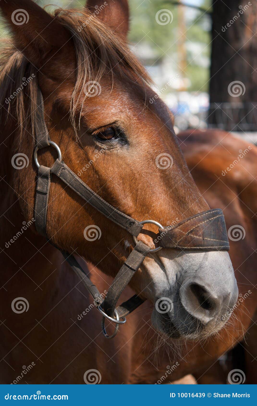 Profil D'un Visage De Cheval Image stock - Image du oeil, visage: 10016439