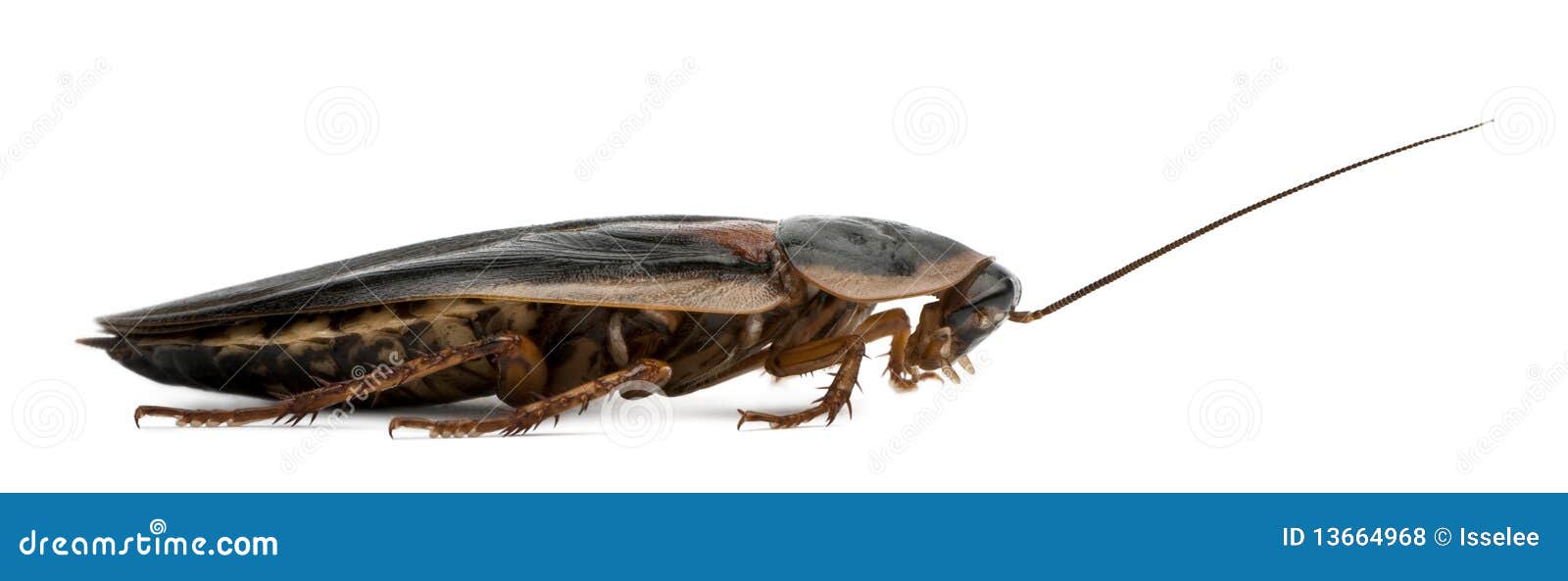 Profil De Cancrelat De Dubia, Dubia De Blaptica Photo stock - Image du ...