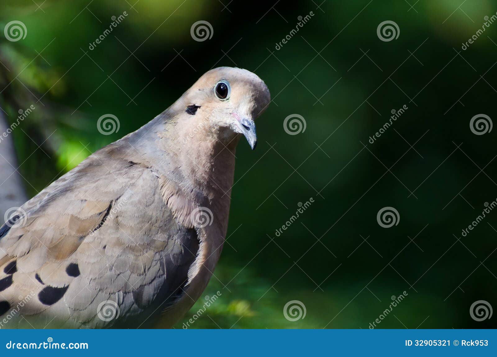 Profil de colombe de deuil image stock. Image of sauvage - 32905321