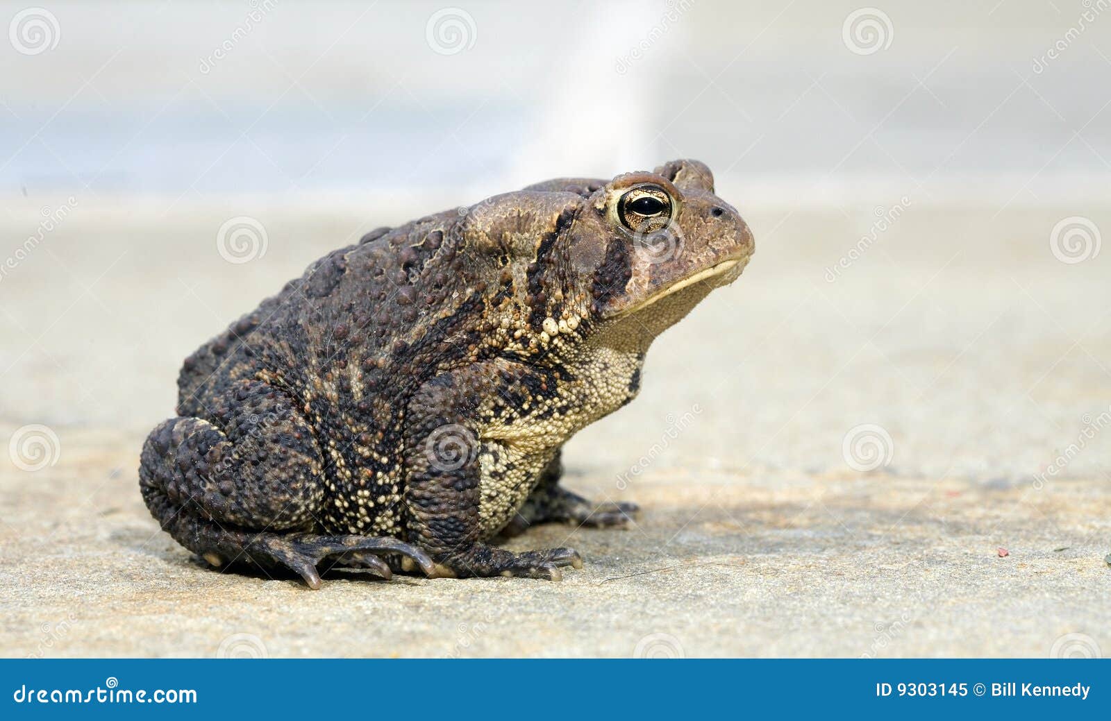 Profil de crapaud image stock. Image du houblon, saut - 9303145