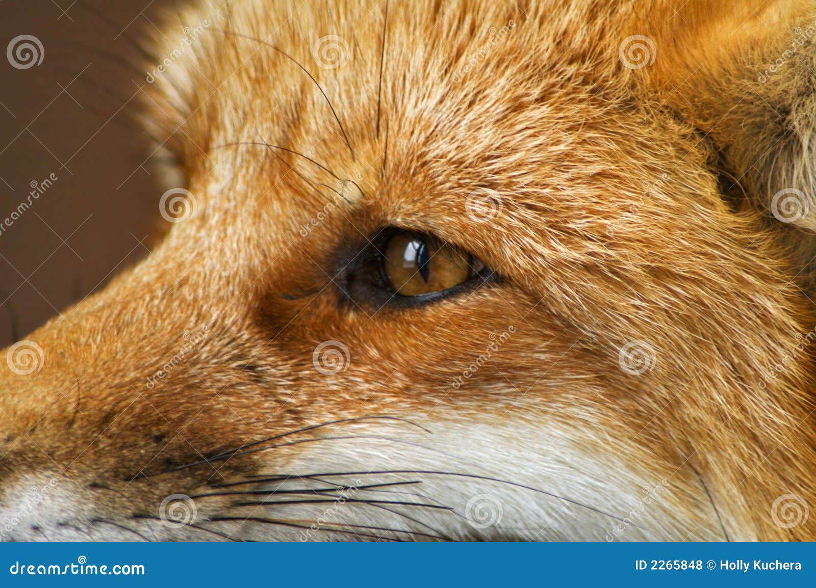 Profil de Fox rouge photo stock. Image du détail, brouillé - 2265848
