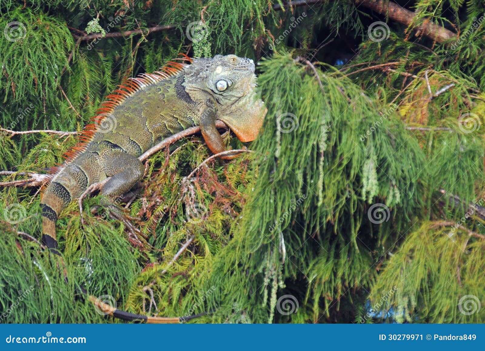 Iguane vert image stock. Image of pensées, choix, détendez - 30279971