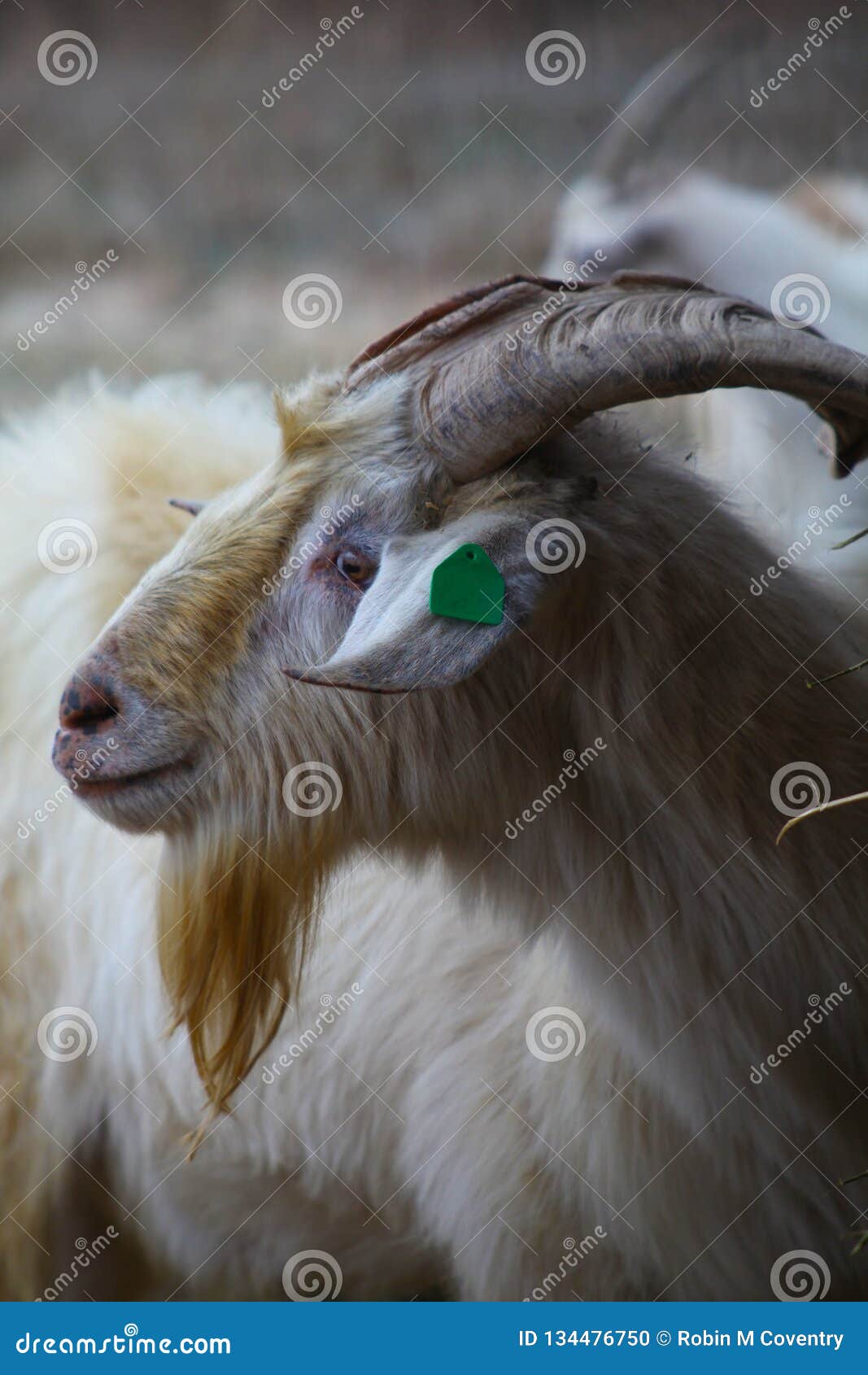Profil De La Chèvre Masculine De Kiko Photo stock - Image du blanc ...