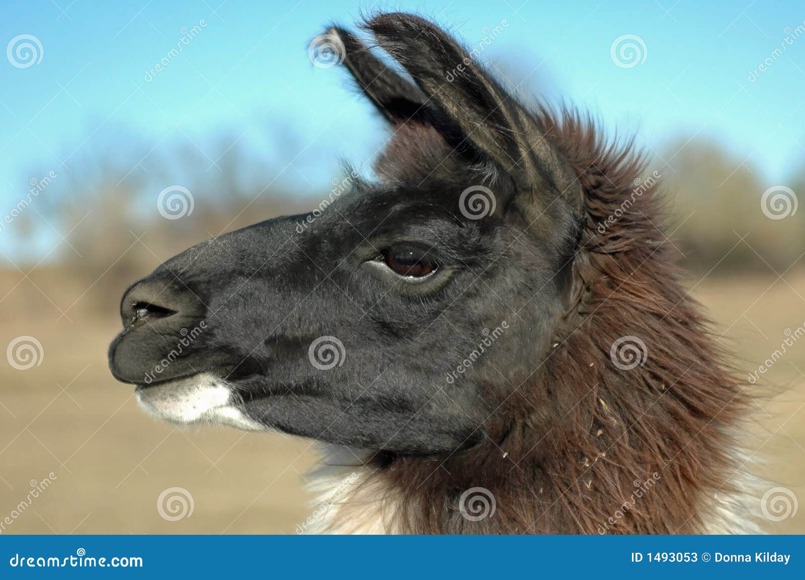 Profil de lama image stock. Image du hautain, tony, profil - 1493053