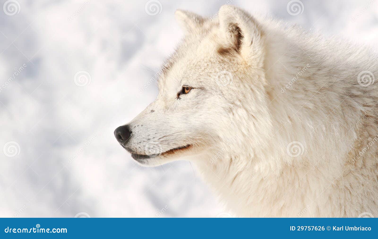 Profil de loup photo stock. Image du loup, mammifère - 29757626