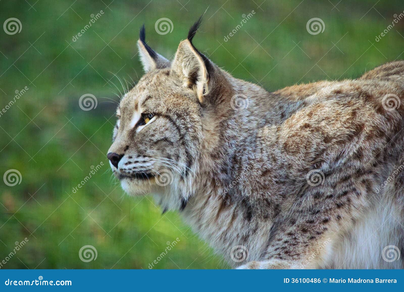Profil de Lynx photo stock. Image du pyrenees, eurasien - 36100486