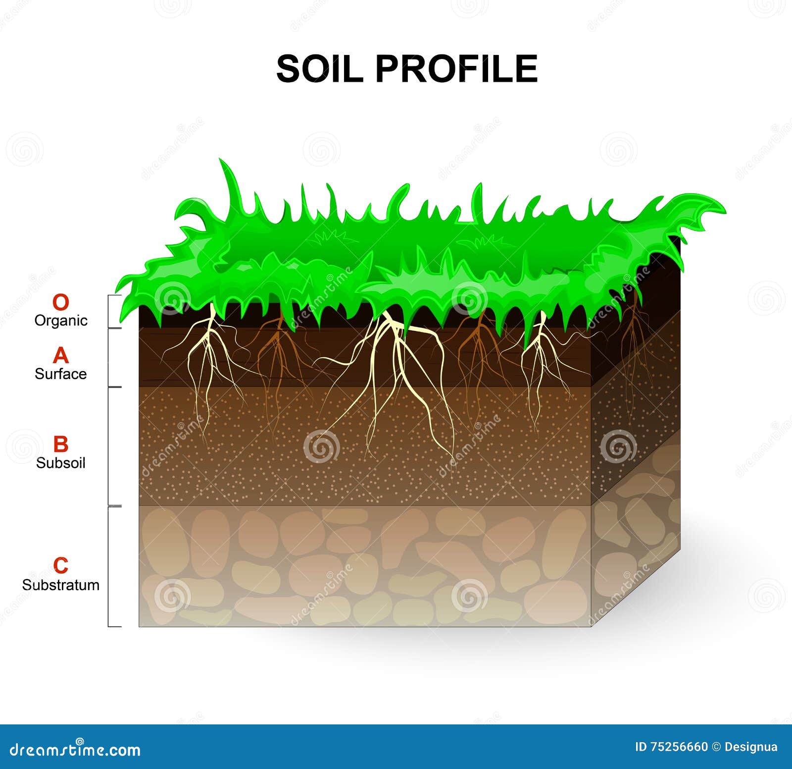 Profil de sol illustration de vecteur. Illustration du développement ...