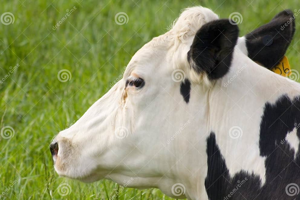 Profil de vache photo stock. Image du bétail, herbe, affermage - 5096698