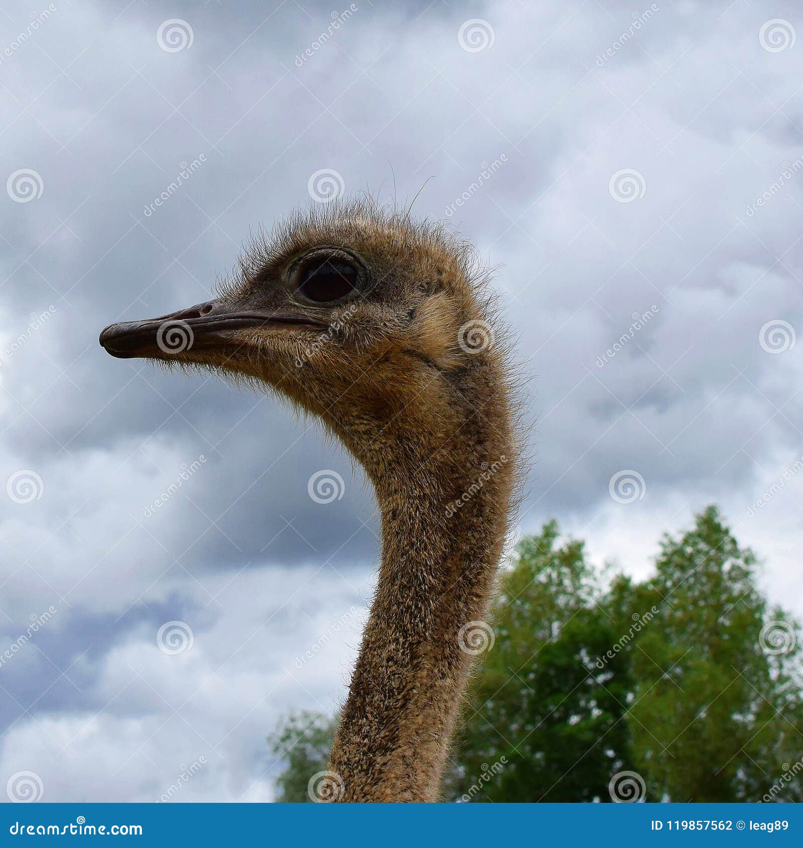Profil De Visage D'autruche Photo stock - Image du animal, normal ...