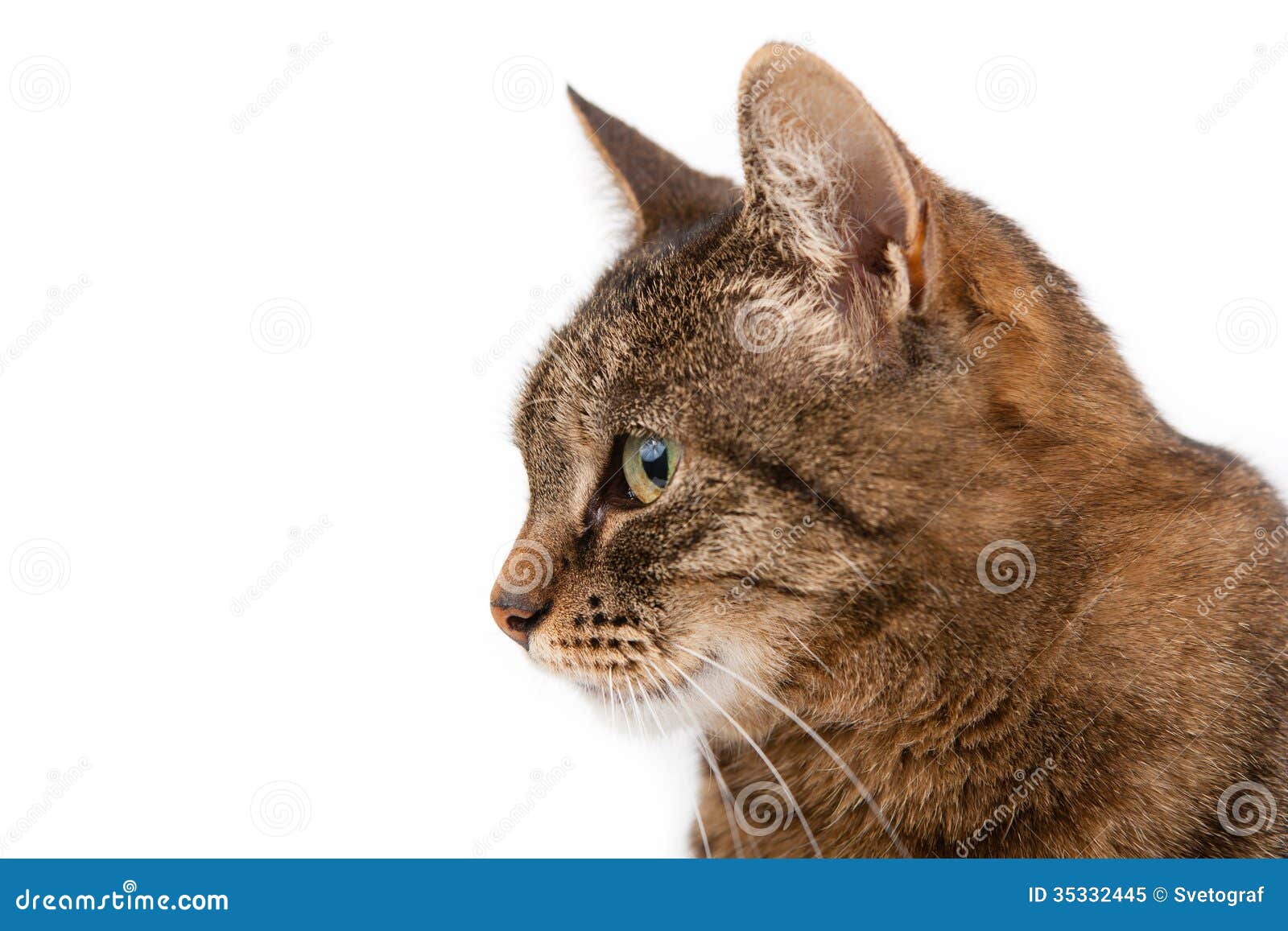Profil einer Katze stockbild. Bild von beige, beleuchtete - 35332445