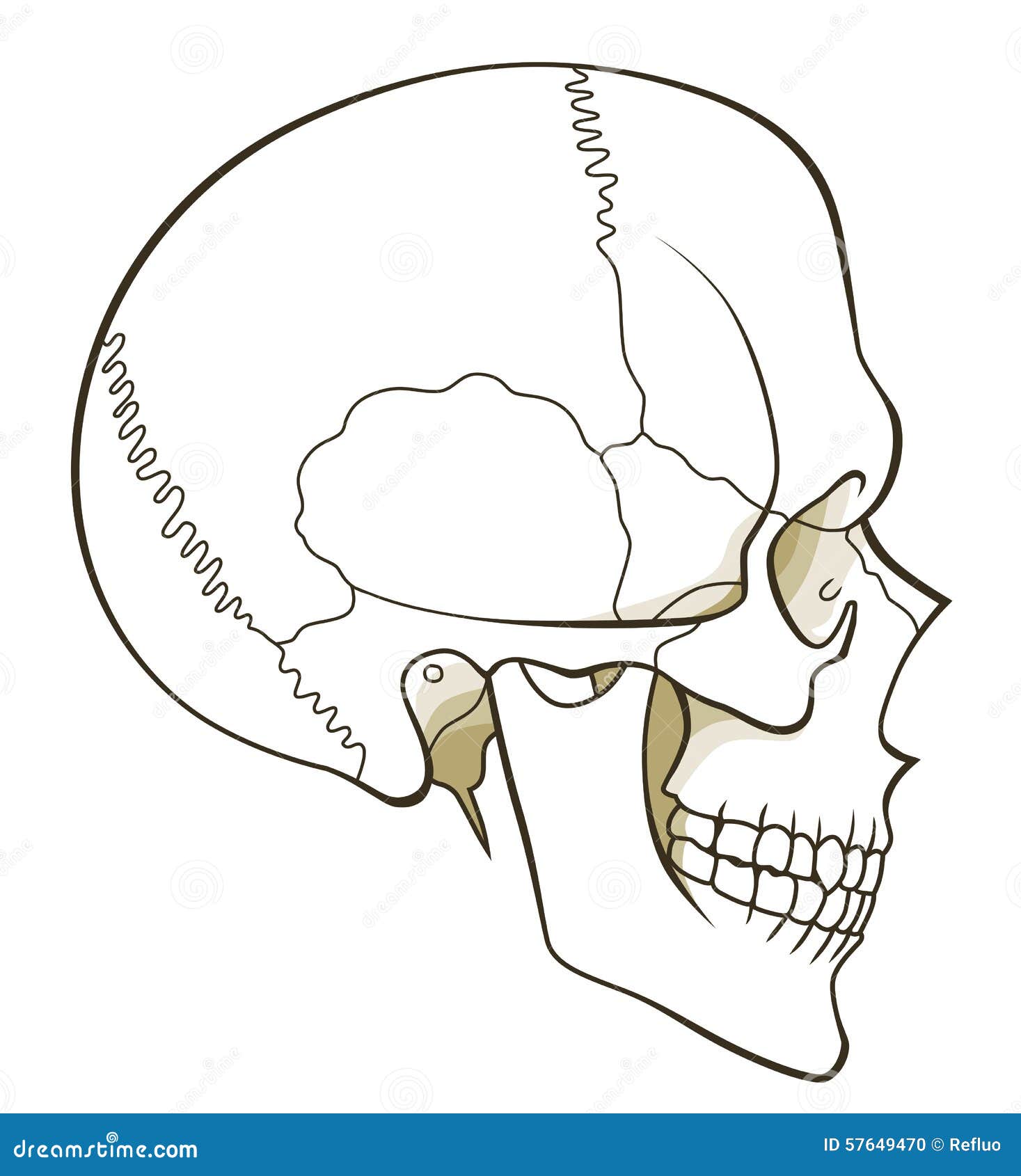 Profil Humain De Crâne Illustration de Vecteur - Image: 57649470