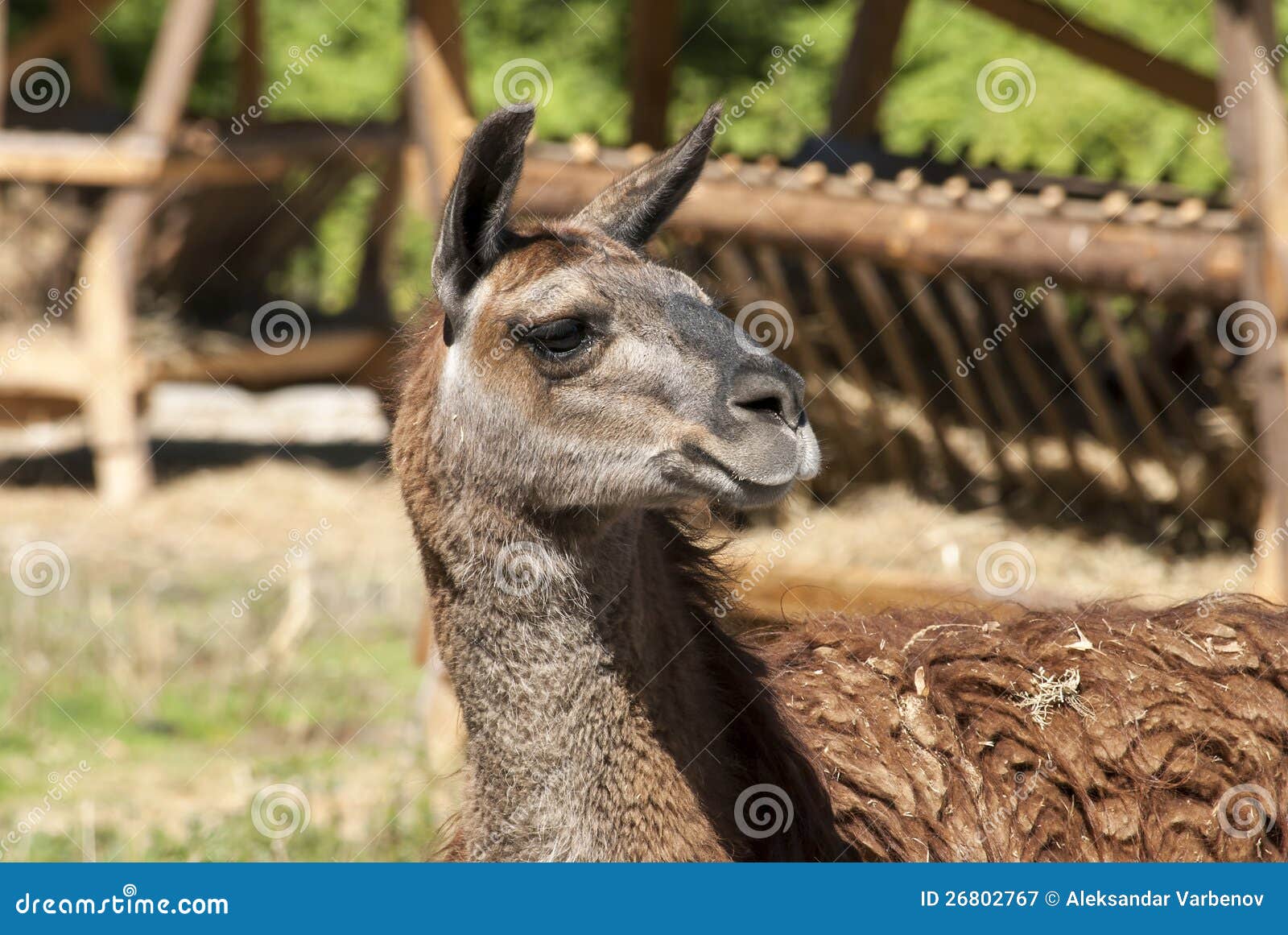 Profil Principal De Lama Bon Image stock - Image du laines, verticale ...