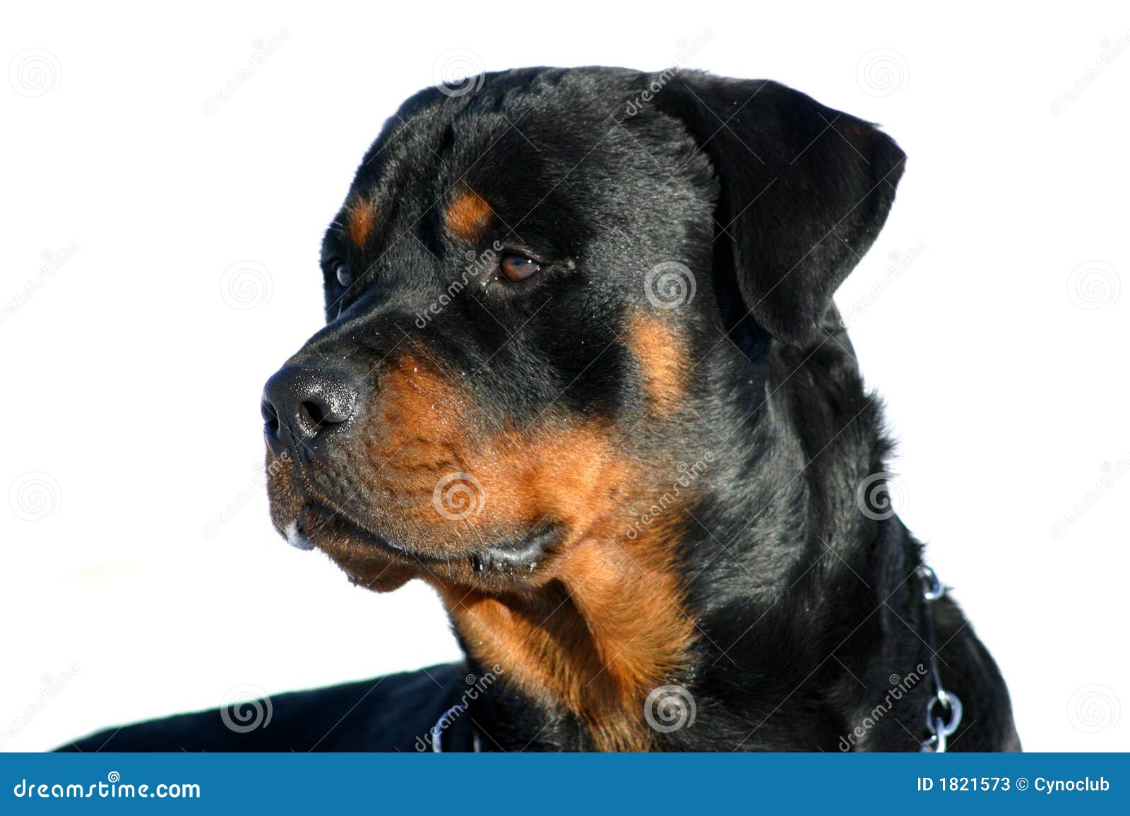Profil of rottweiler stock image. Image of security, muscular - 1821573