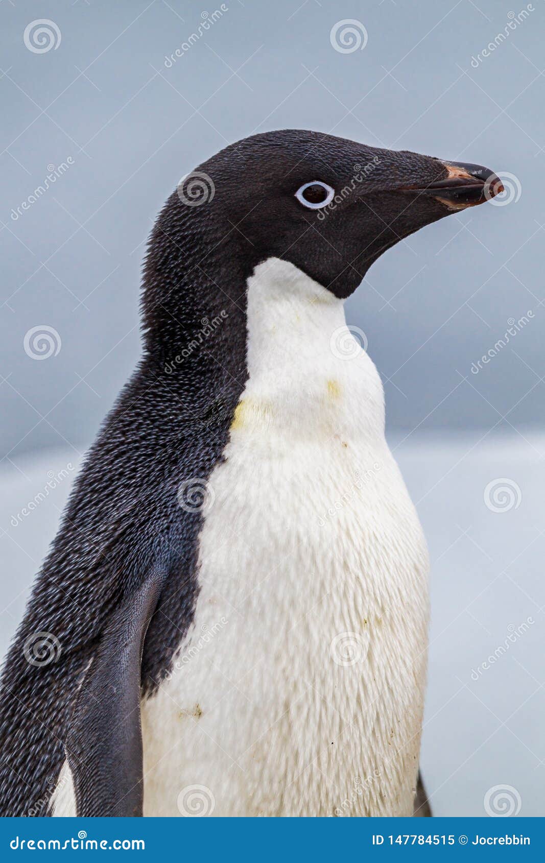 Profile of Adele Penguin in Antarctica Stock Image - Image of nature ...