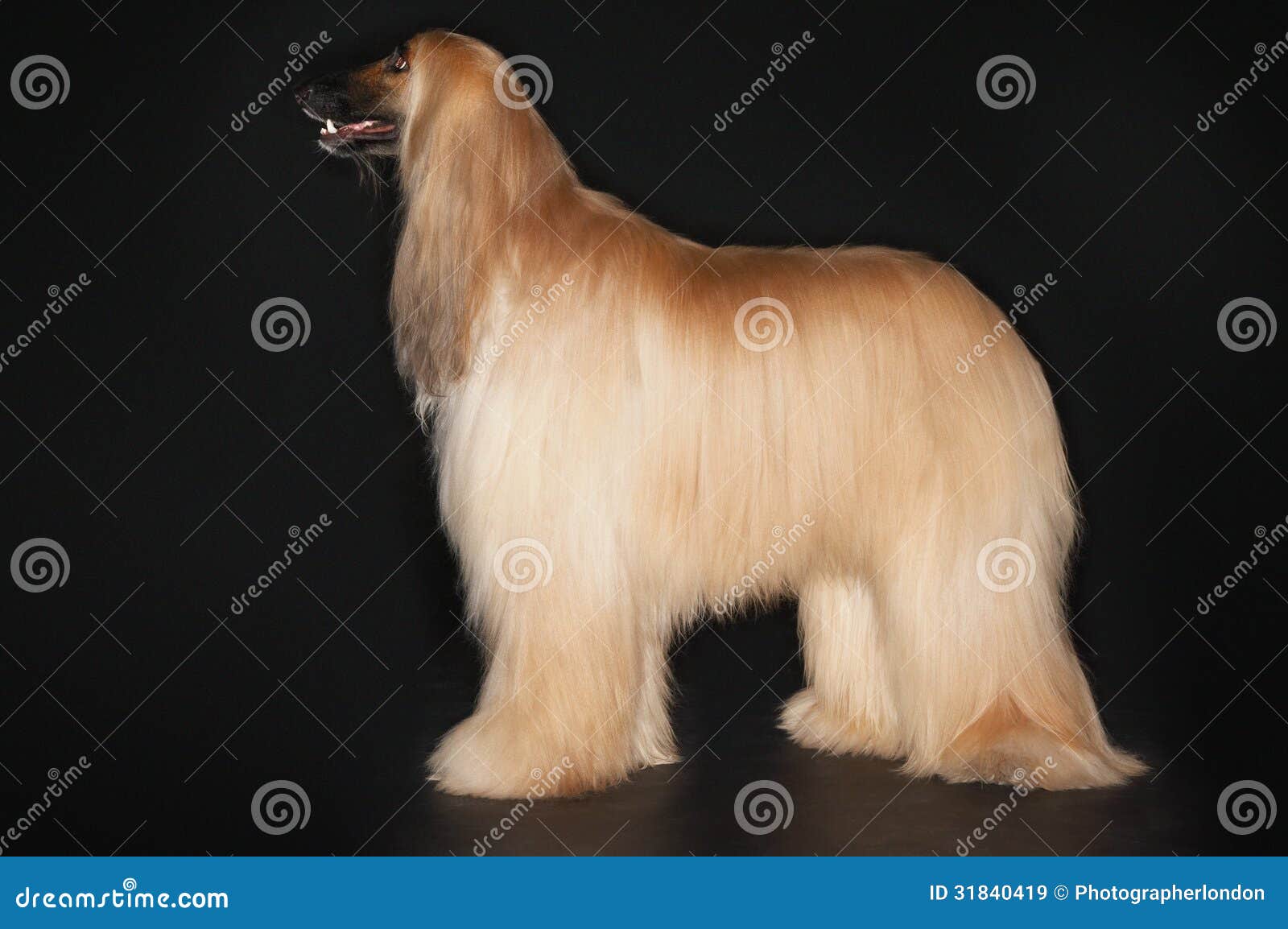 Profile of Afghan Hound Standing Stock Image - Image of brown, standing ...