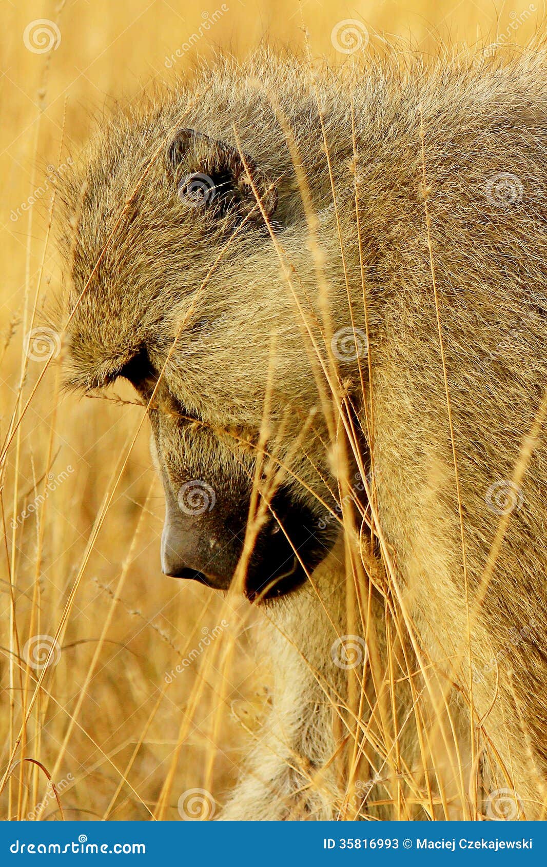 Profile of an African Baboon Stock Image - Image of closeup, silhouette ...