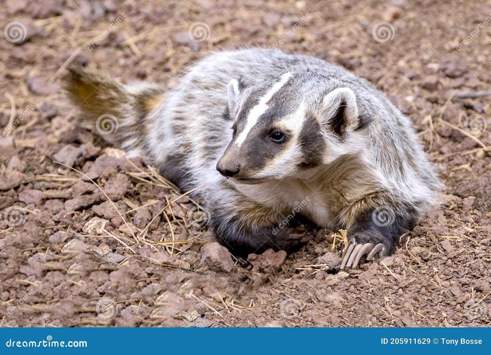 American Badger Profile stock image. Image of wolverine - 205911629