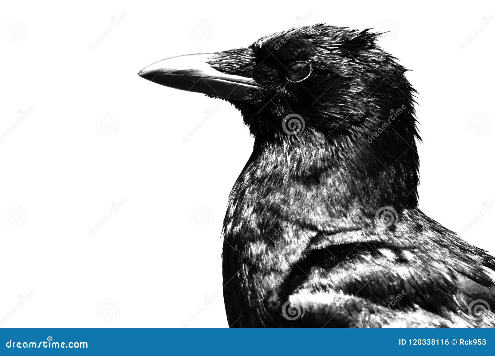 Profile of an American Crow on White Background Stock Photo - Image of ...