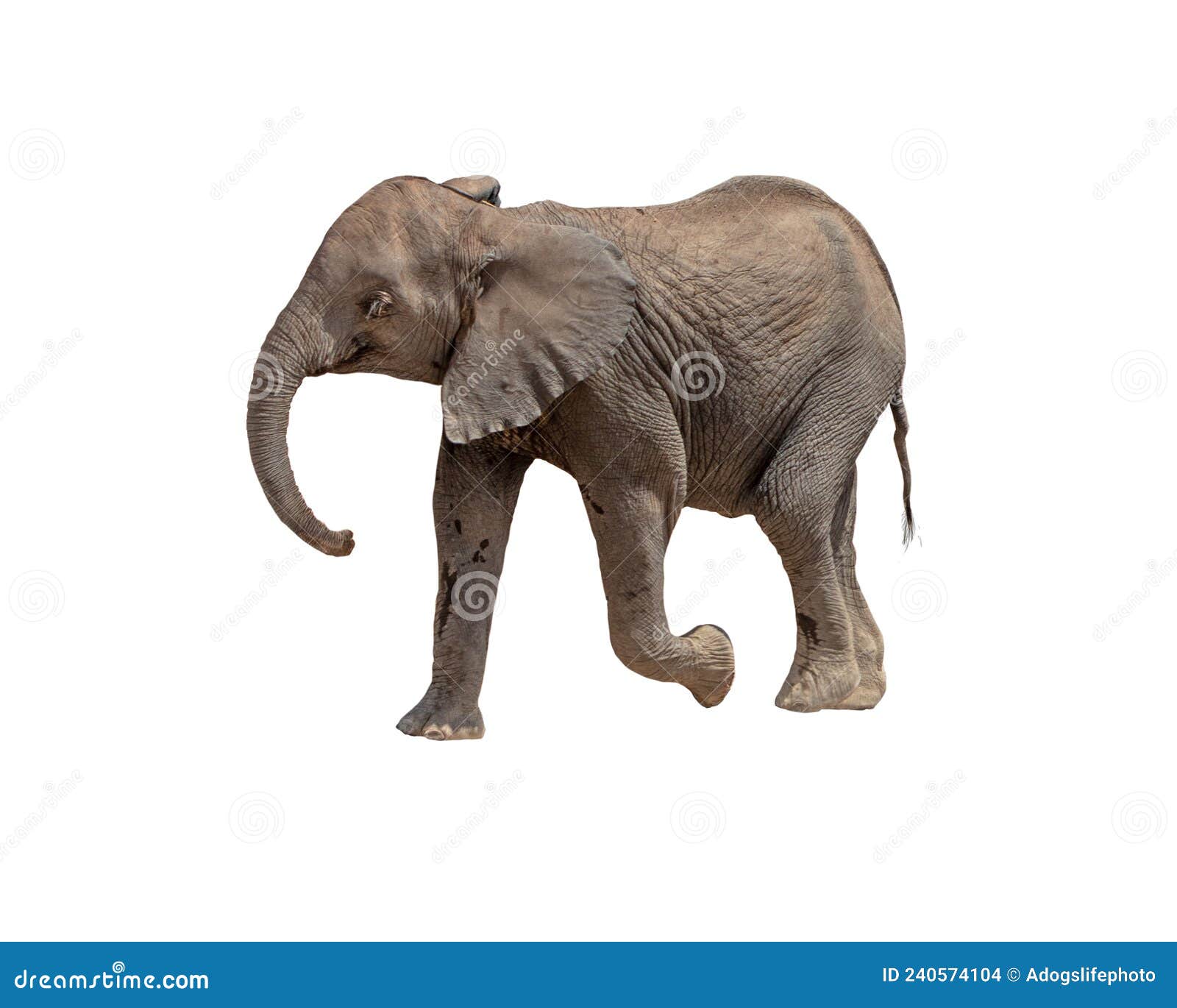 Baby Elephants Background