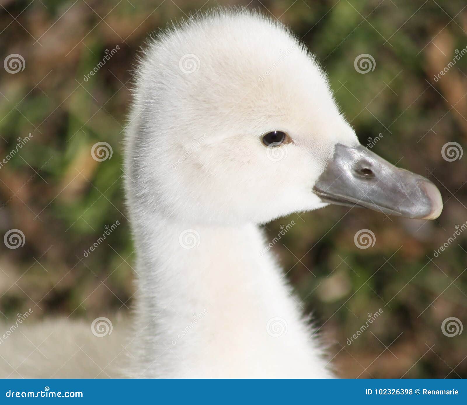 Profile of a Baby Mute Swan - Two Days Old Stock Photo - Image of tiny ...