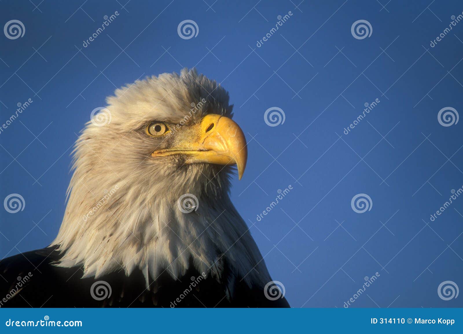 Profile of a bald eagle stock photo. Image of united, alaska - 314110