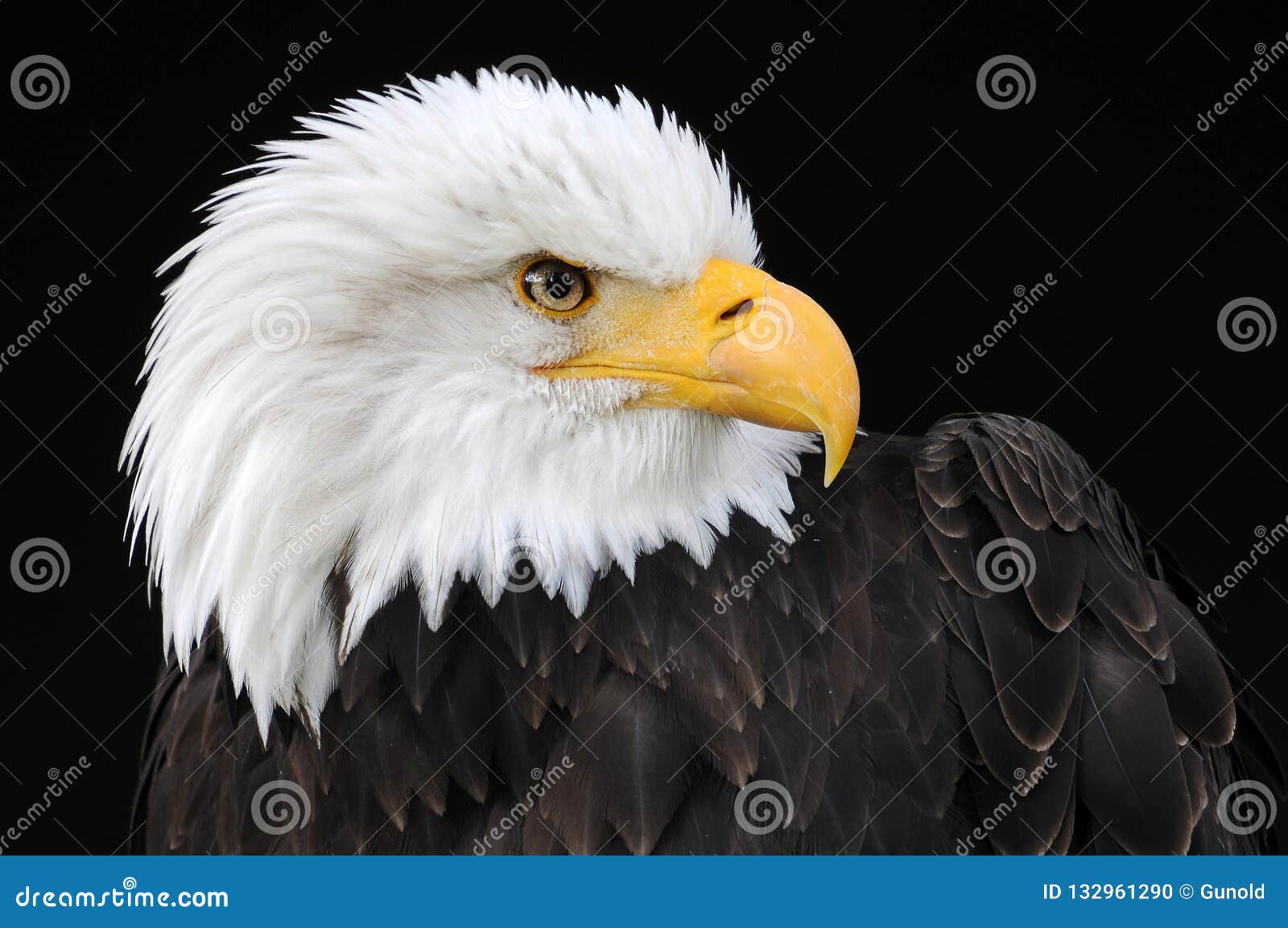Profile of a bald eagle stock photo. Image of close - 132961290
