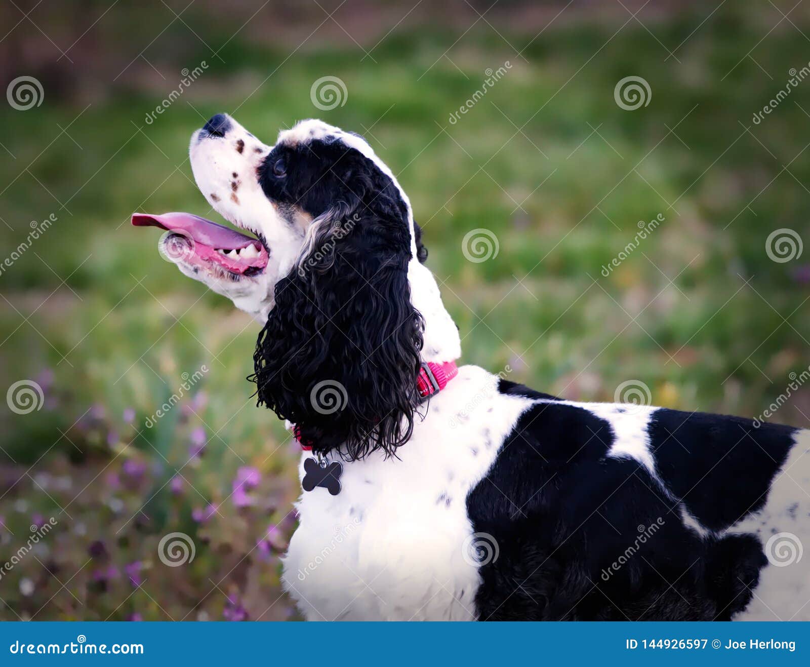 A Profile of a Beautiful Cocker Spaniel with His Mouth Open Stock Image ...
