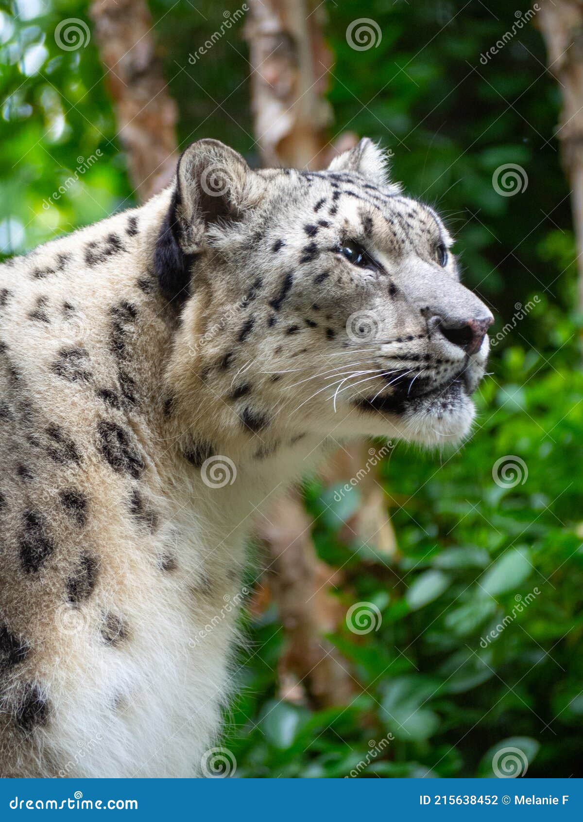 Profile of Beautiful Snow Leopard Stock Photo - Image of nature, animal ...