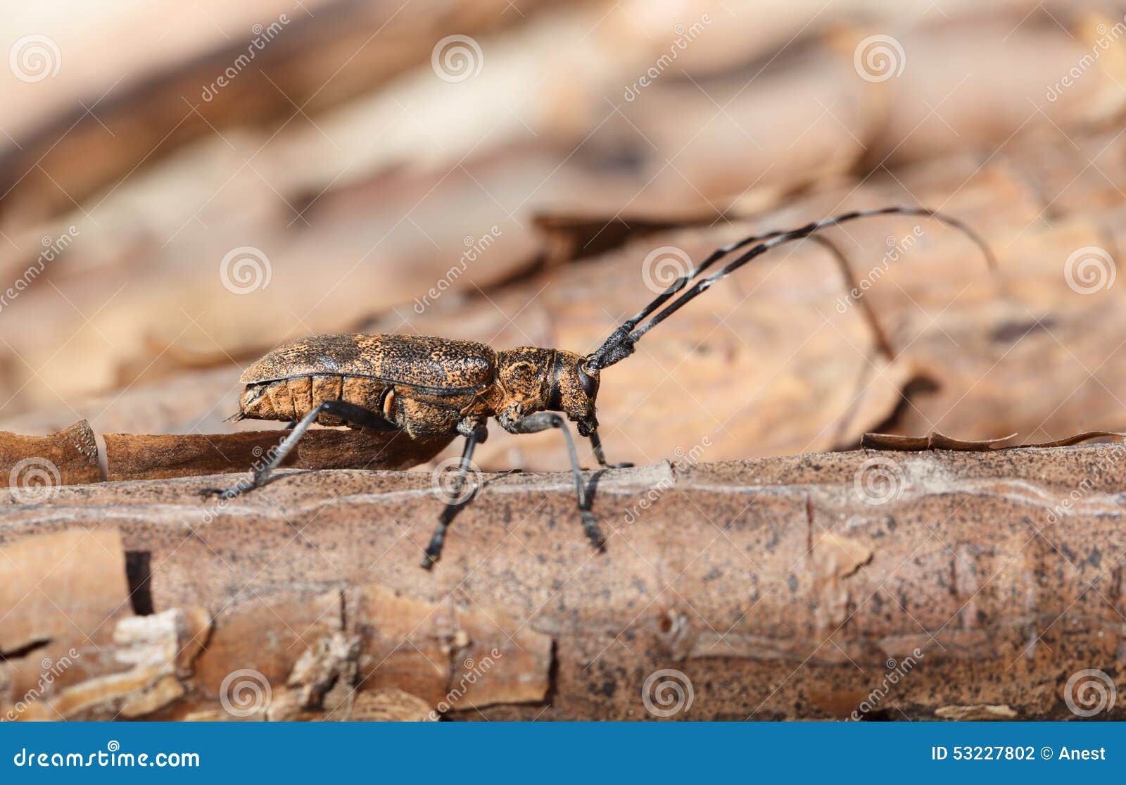 Profile of Beetle with Long Antennae Stock Photo - Image of pine, macro ...
