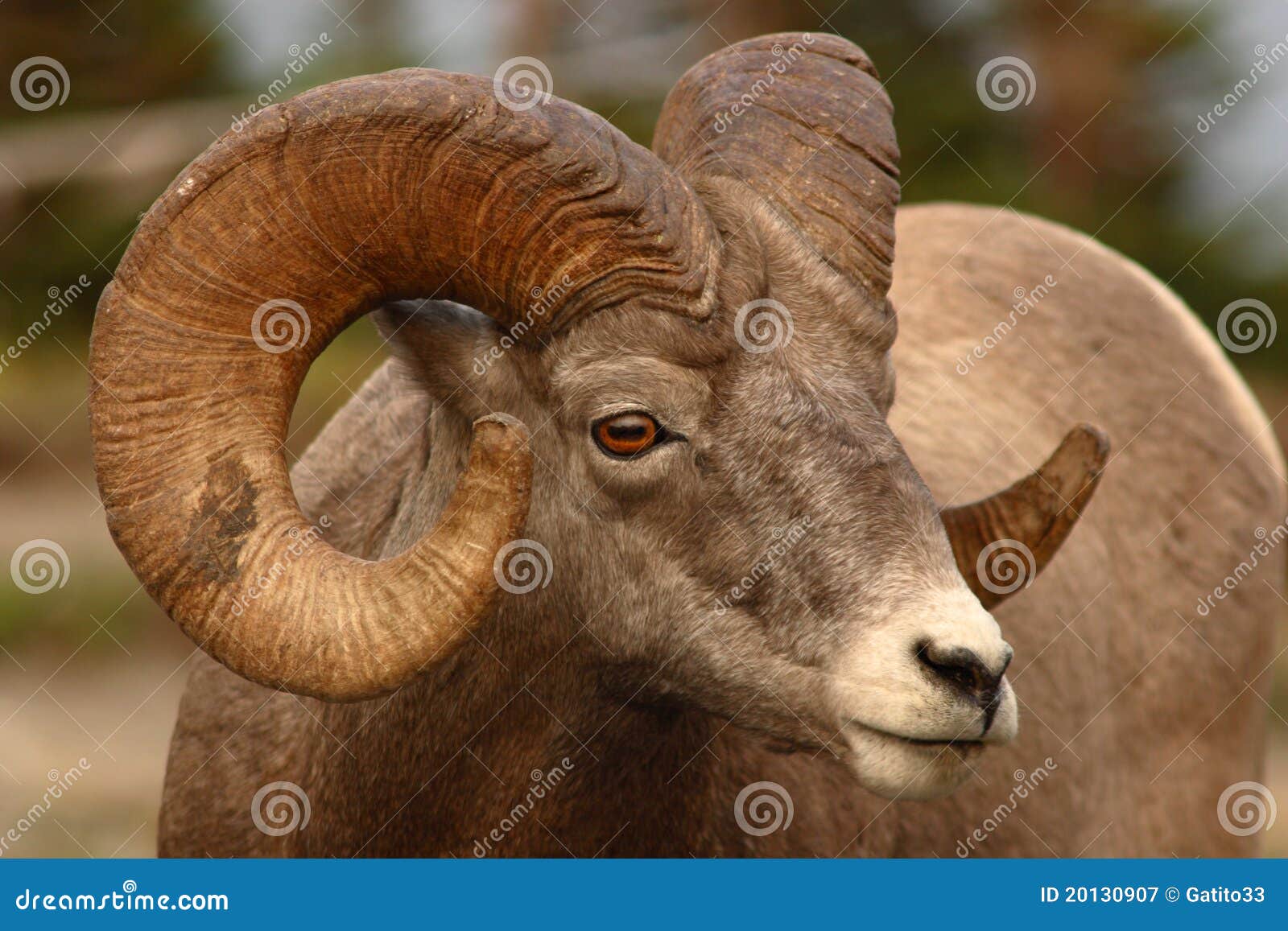 Profile of Bighorn Ram stock image. Image of national - 20130907