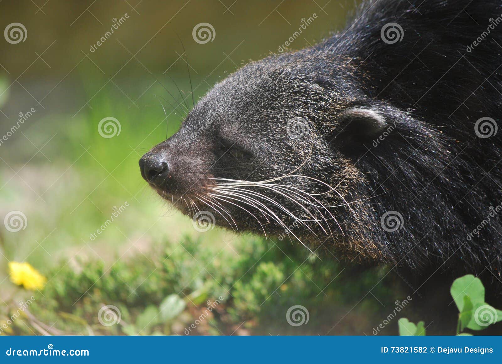 Profile of a Binturong stock photo. Image of asian, adorable - 73821582