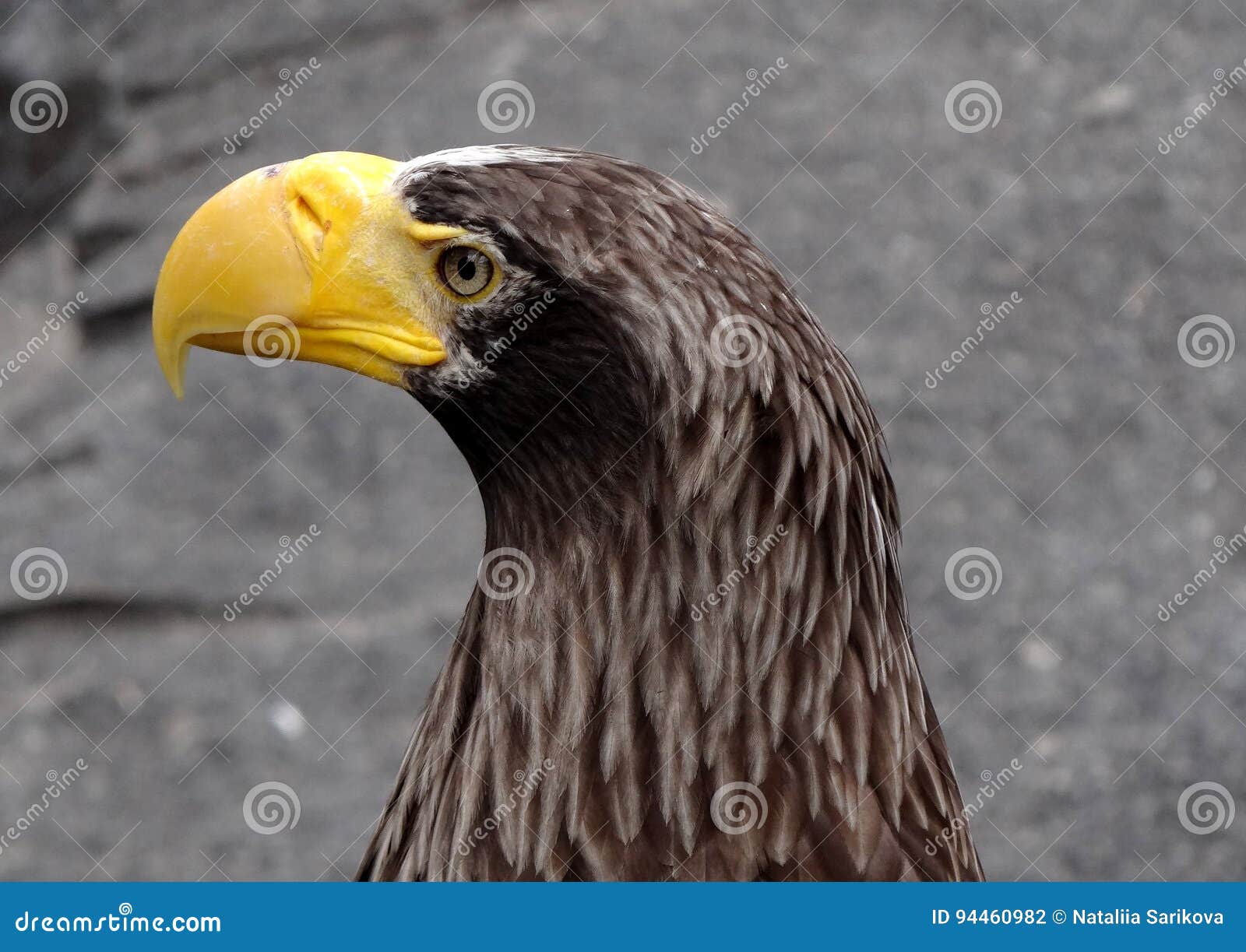 Profile of a bird stock photo. Image of brown, portrait - 94460982