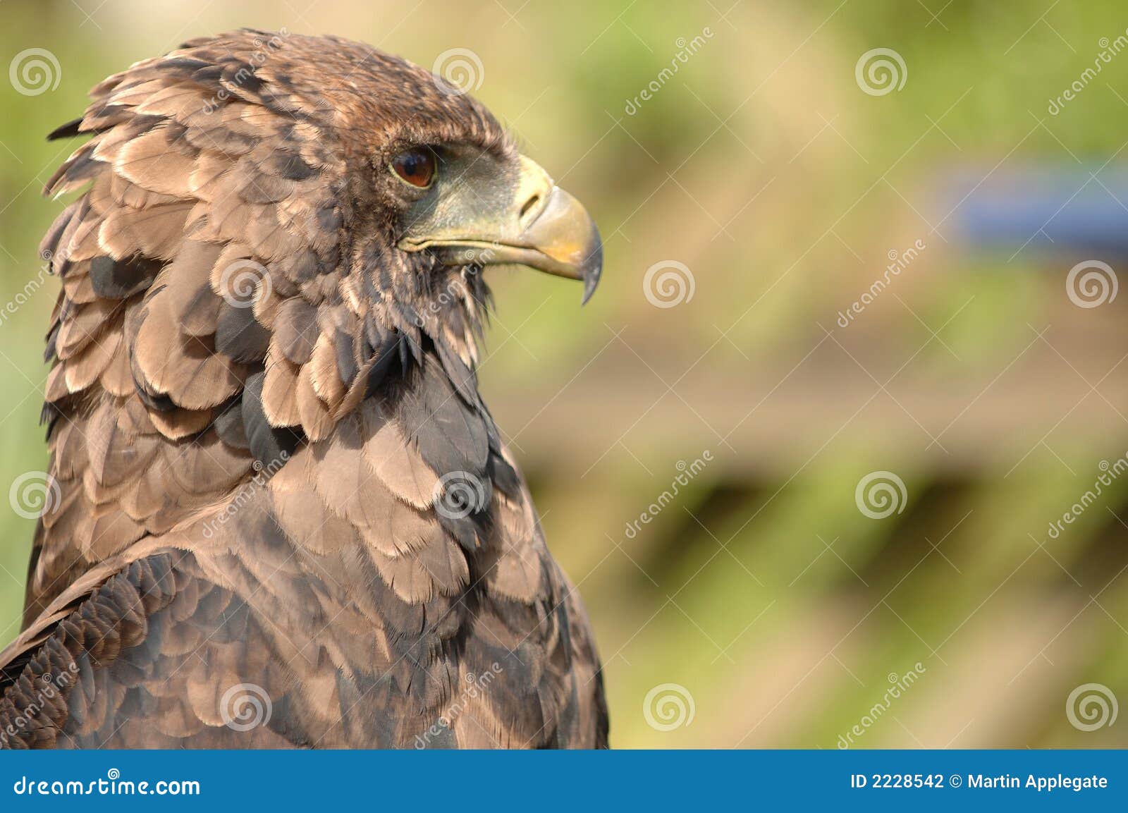 Profile of bird of prey stock photo. Image of fierce, looking - 2228542
