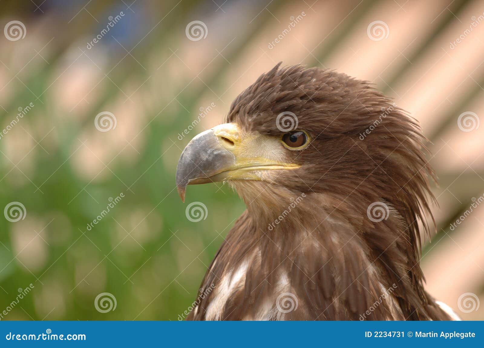 Profile of a bird of prey stock image. Image of confident - 2234731