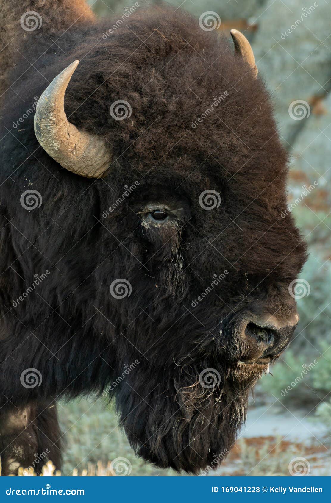 Profile of Bison Head stock photo. Image of large, damaged - 169041228