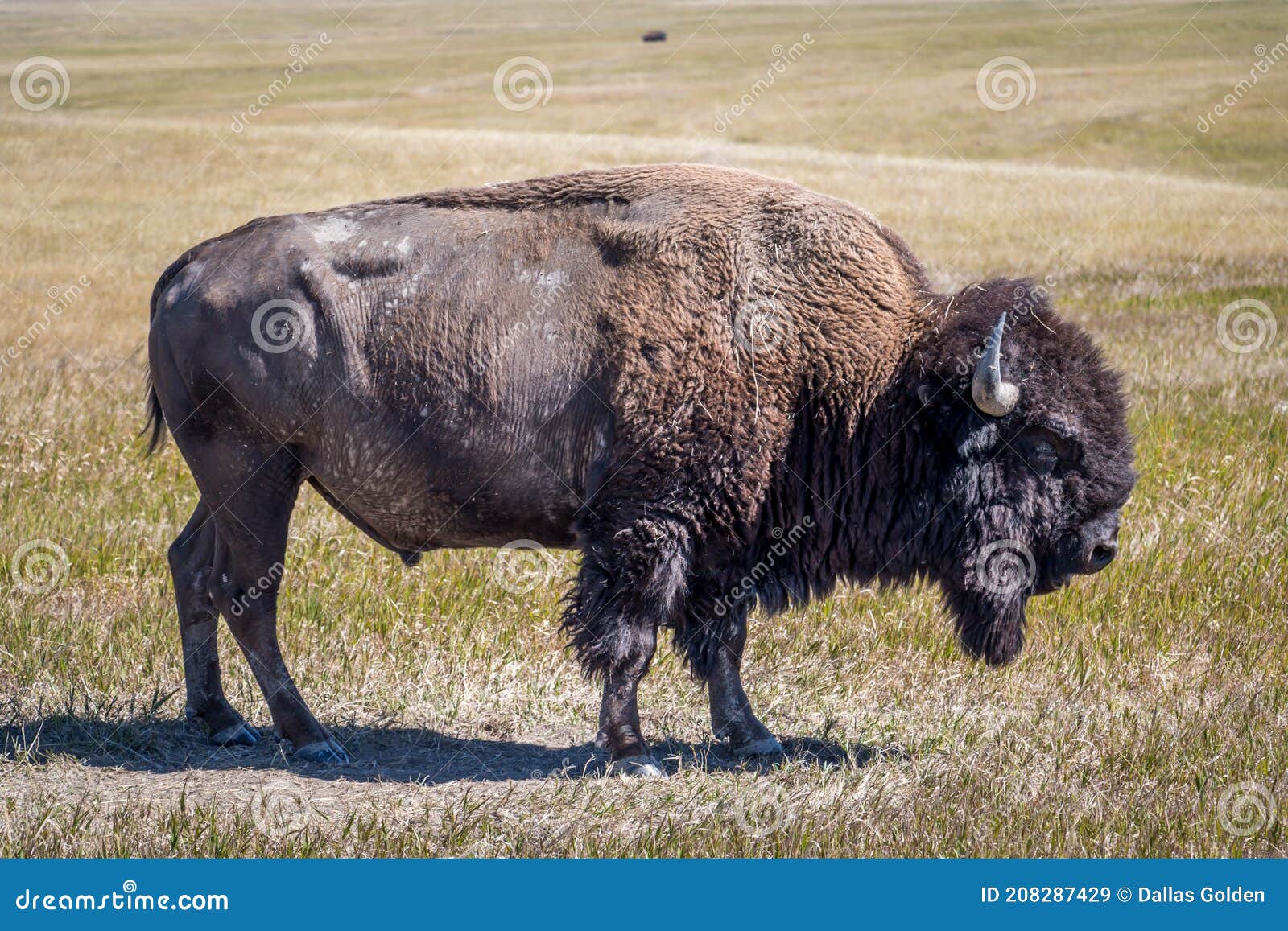 Profile of Bison Standing on the Plains Stock Image - Image of natural ...