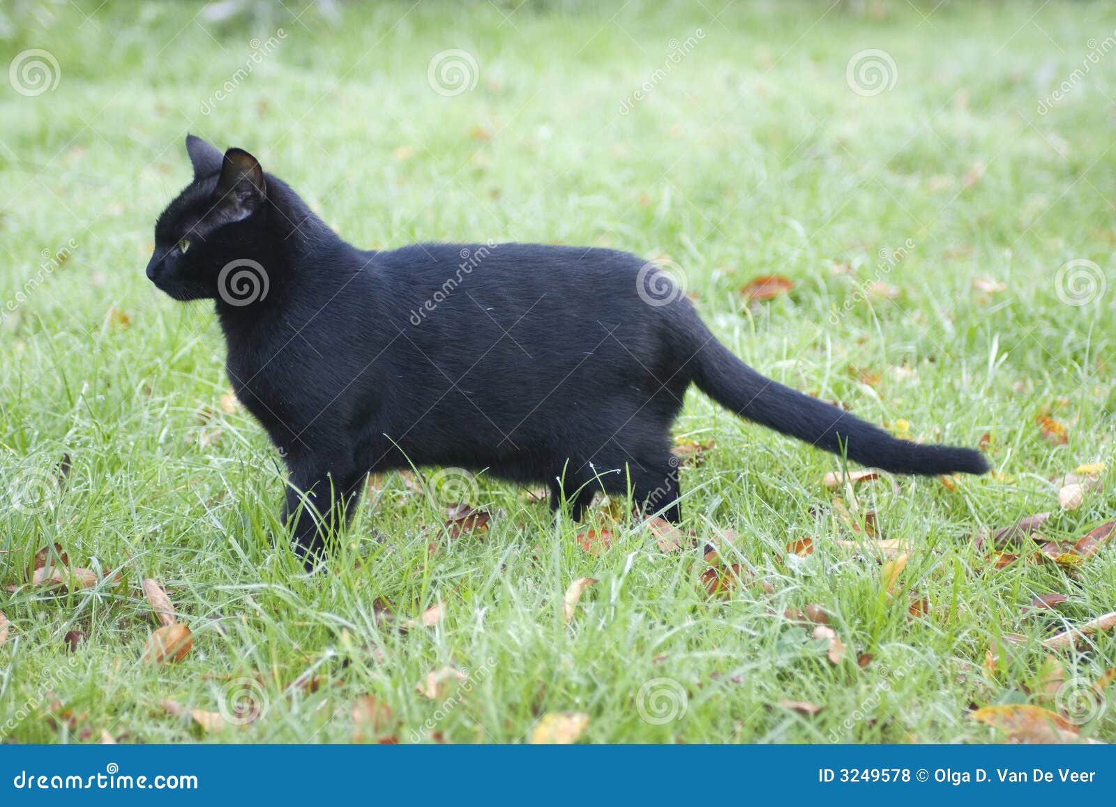 Profile of a black cat stock photo. Image of mammal, superstition - 3249578