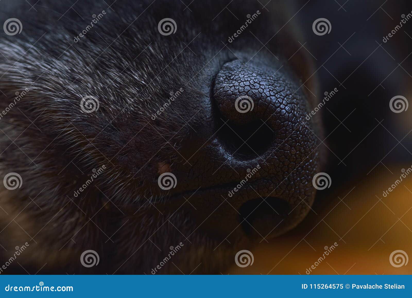 Profile Black Dog Face and Nose Extreme Close Up Stock Image - Image of ...