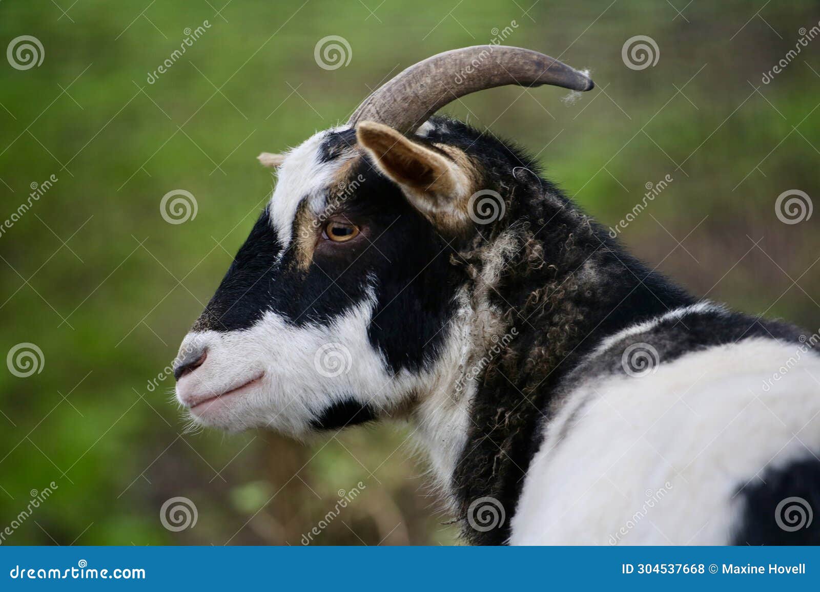 Profile of a Black and White Pygmy Goat Stock Photo - Image of goats ... Profile of a Black and White Pygmy Goat Stock Photo - Image of goats ...