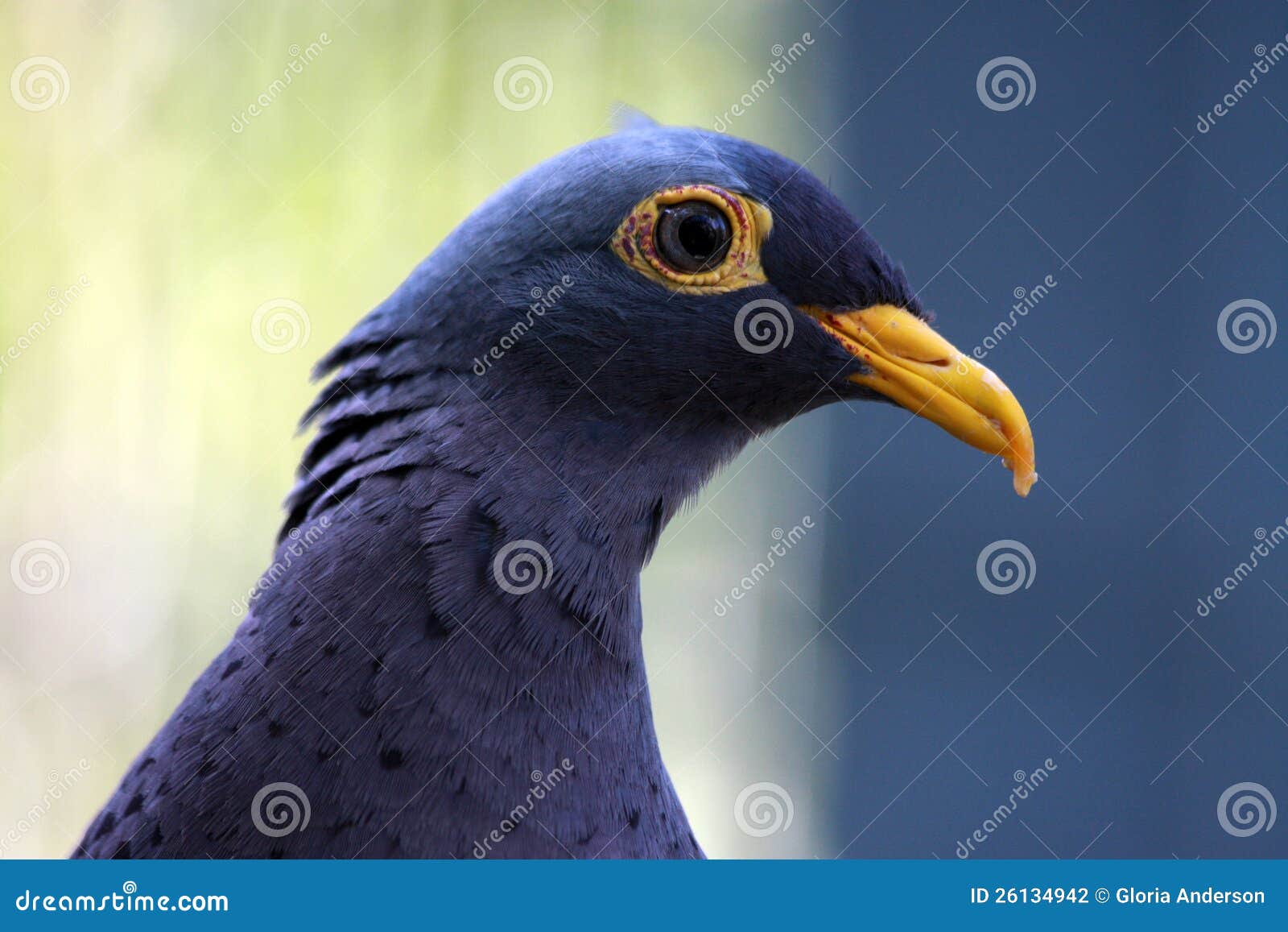 Profile of blue bird stock photo. Image of bird, wild - 26134942