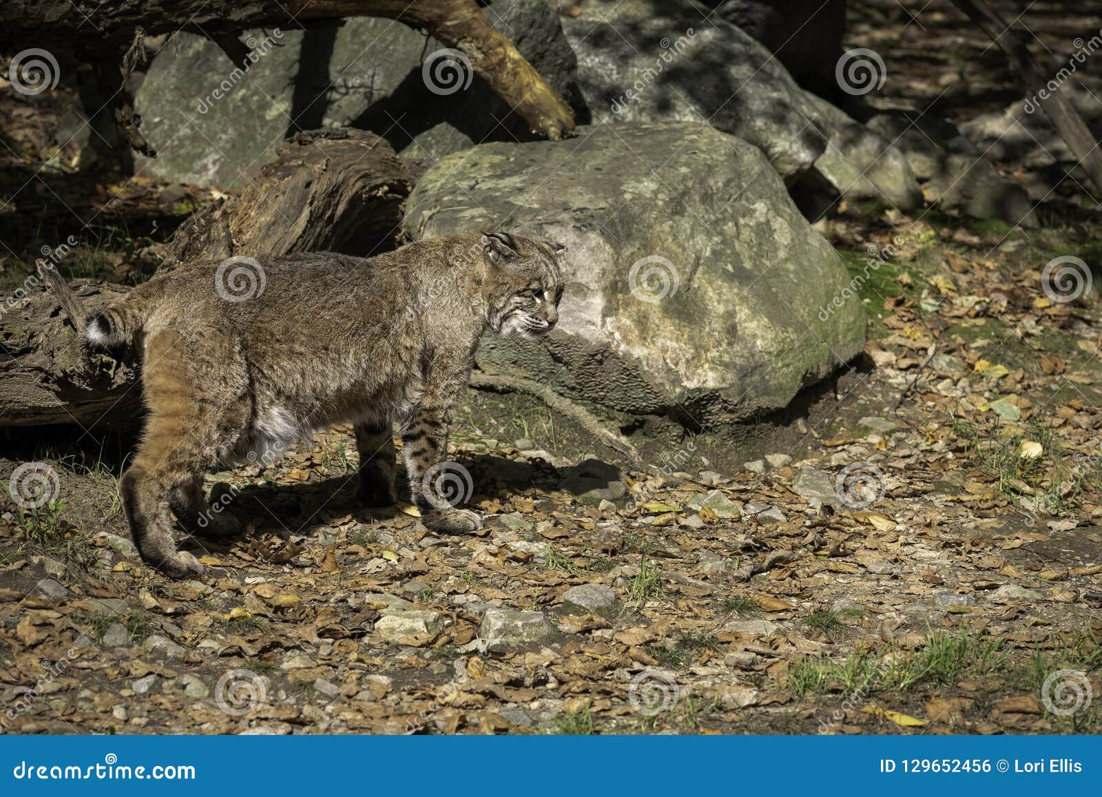 Profile of Bobcat in Front of Large Rock Stock Photo - Image of feline ...