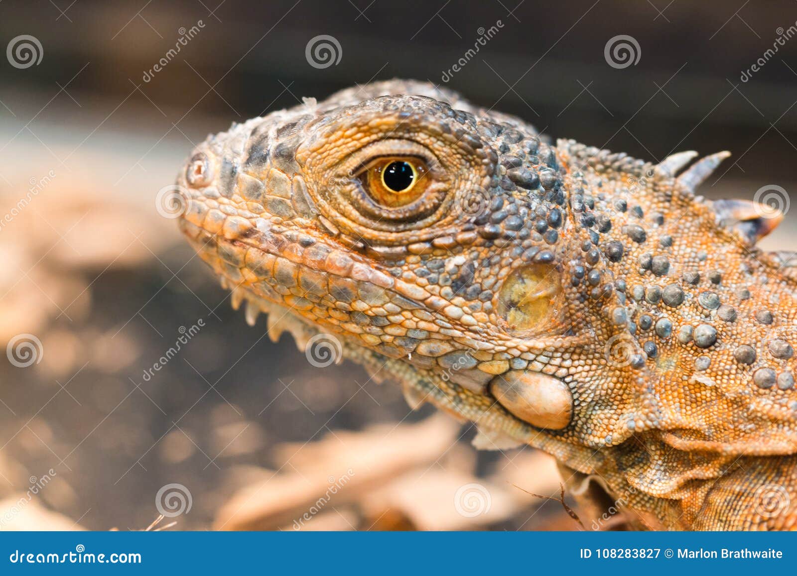 A Profile of a Brown Iguana Stock Image - Image of macro, nature: 108283827