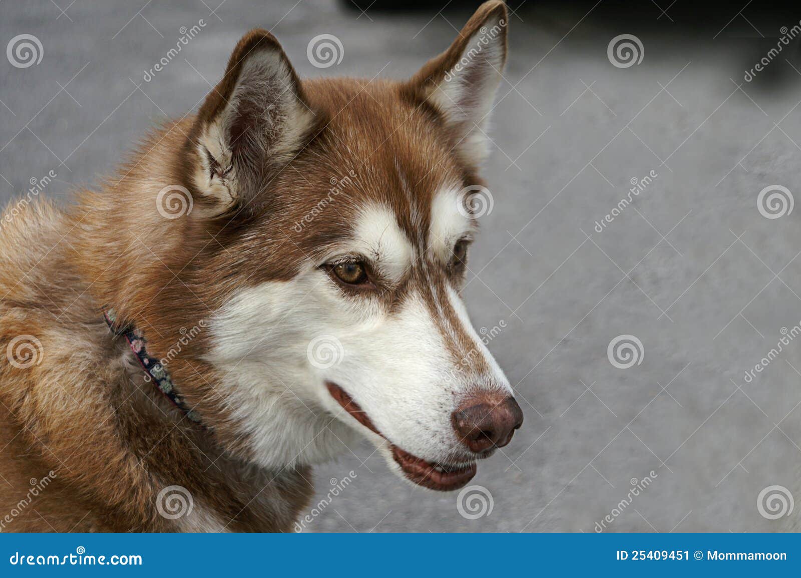 Profile of a Brown and White Huskey Stock Image - Image of mouth ...