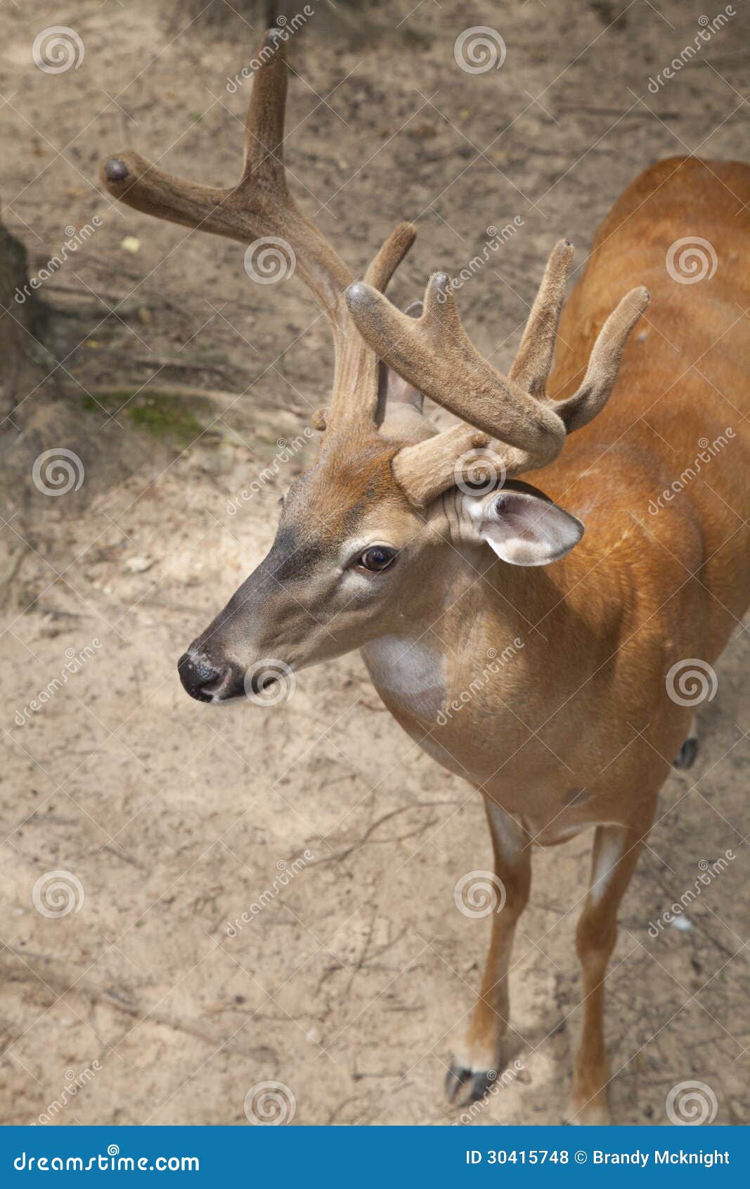 Profile of a Buck s Head stock photo. Image of hooves - 30415748
