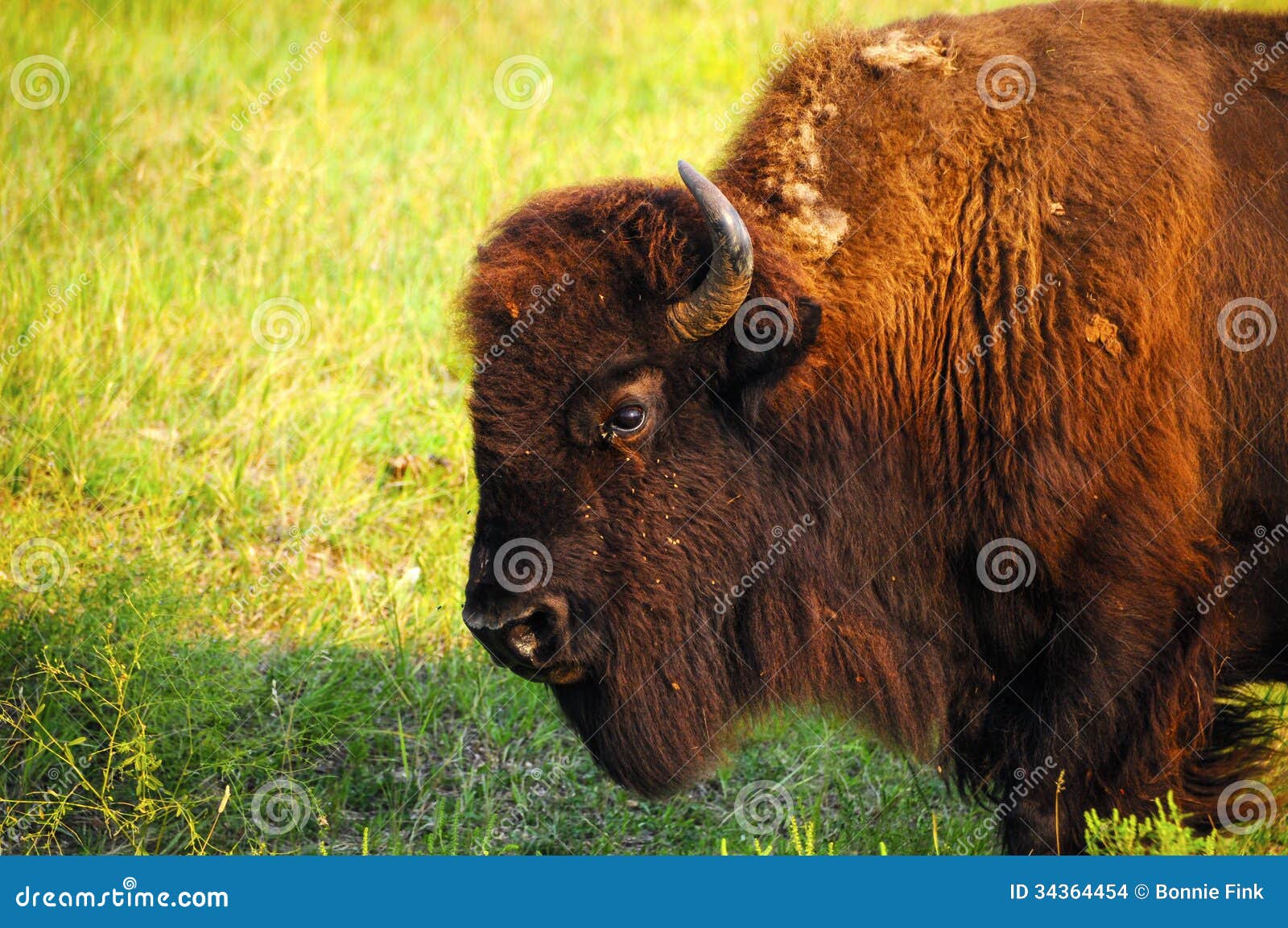 Profile of a Buffalo stock photo. Image of bovine, animal - 34364454